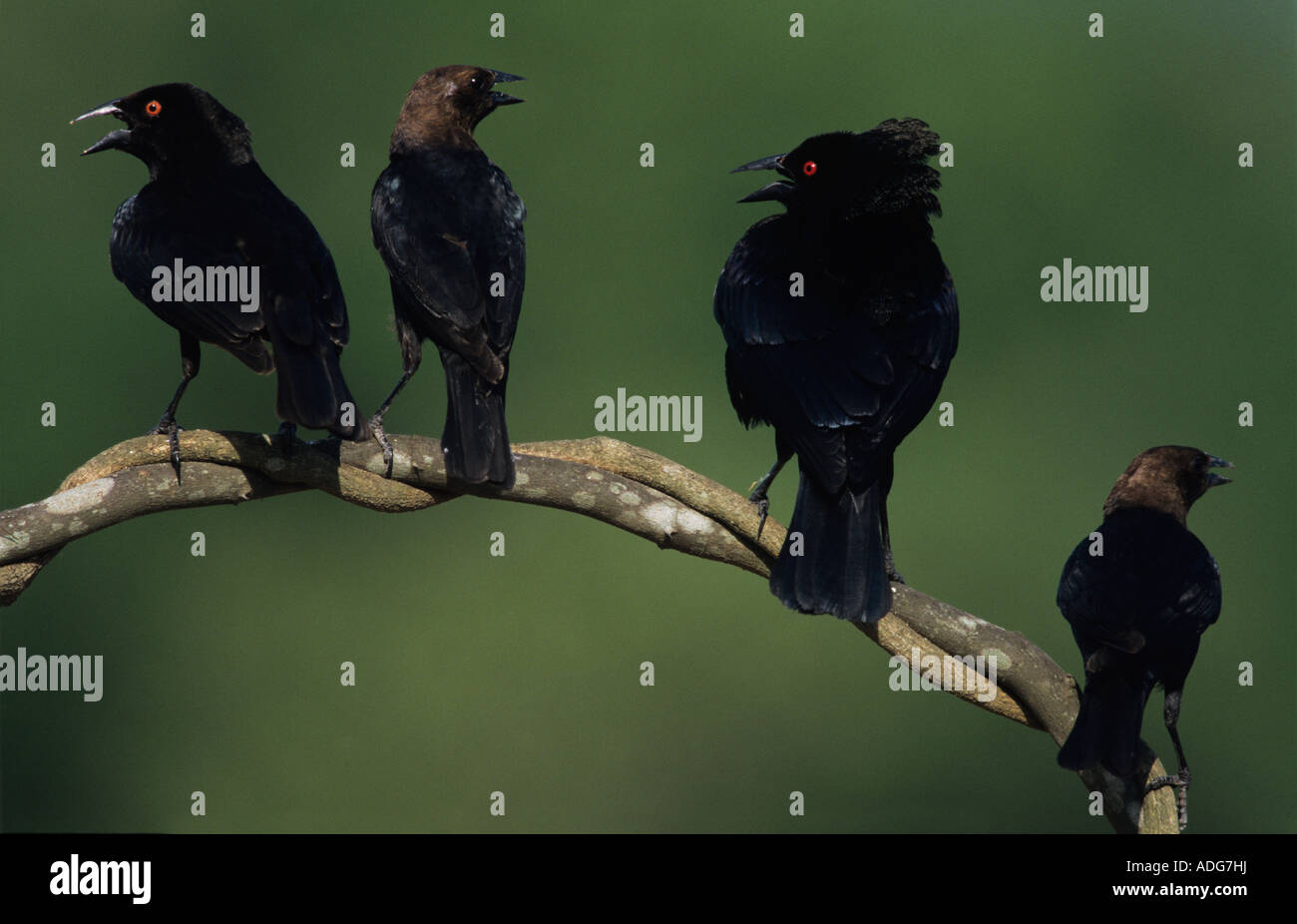 Bronzed Cowbird Molothrus aeneus pair with Brown headed Cowbird Lake ...