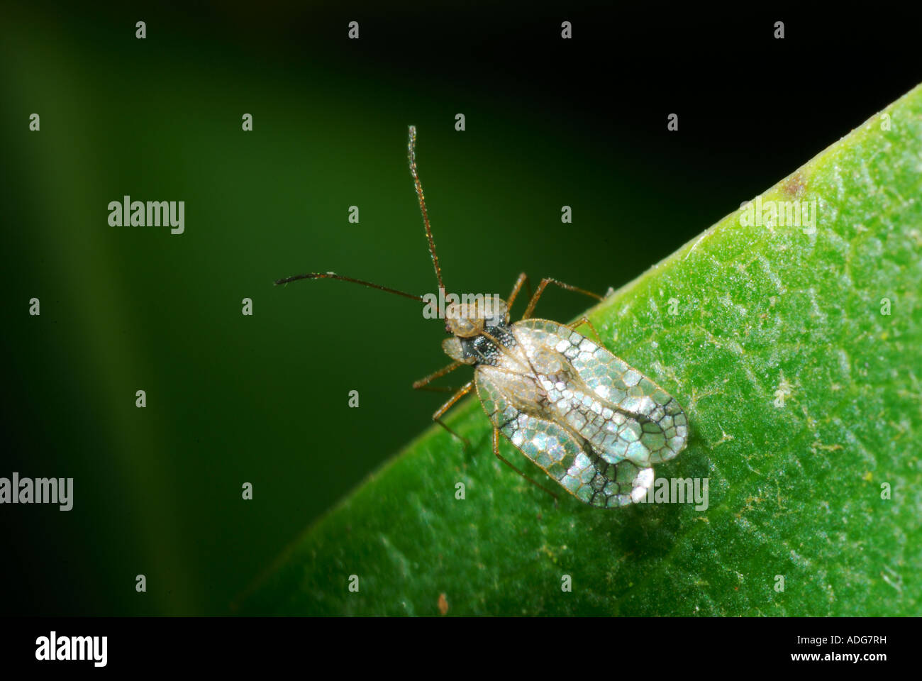 Stephanitis hi-res stock photography and images - Alamy