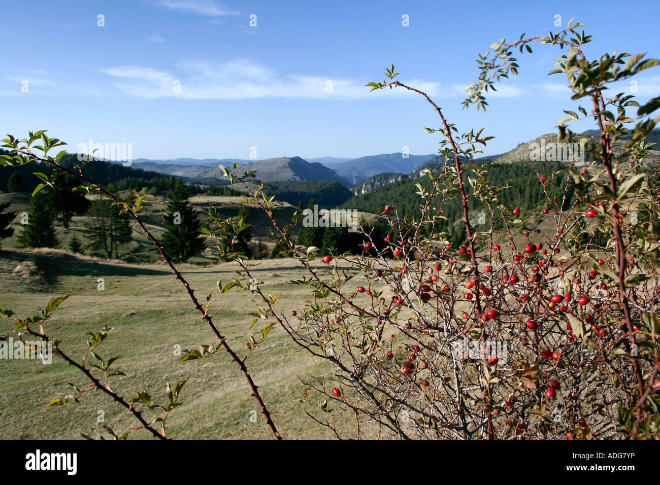 Landscape from Rodopa mountain, Bulgaria, Europe Stock Photo - Alamy