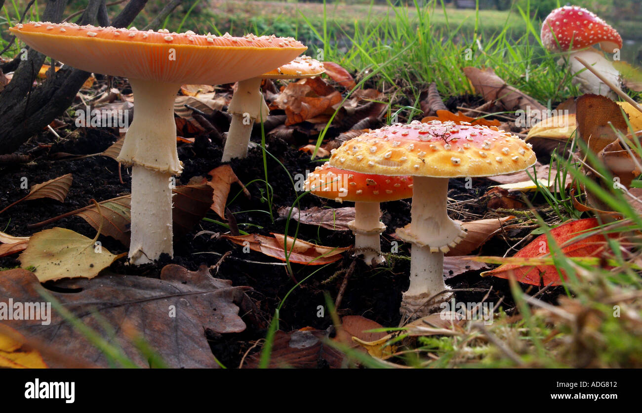 Red Toadstools Amanita muscarina Stock Photo - Alamy