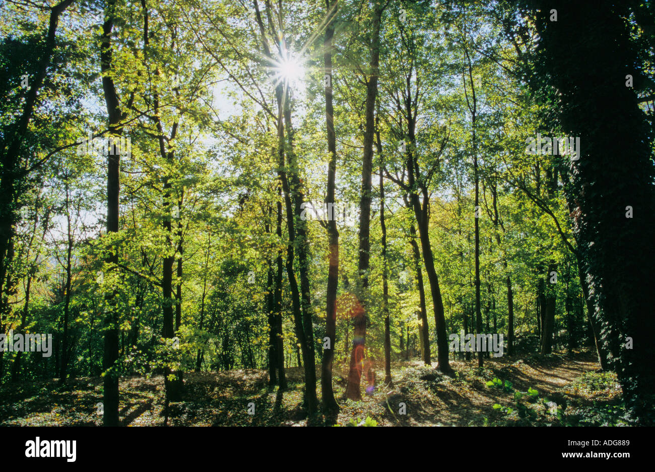 German Forest 1 Stock Photo - Alamy