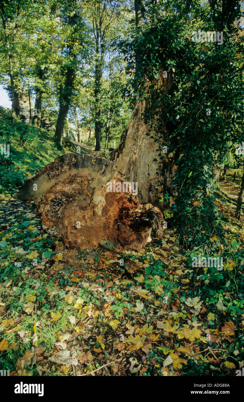 German Forest 2 Stock Photo - Alamy