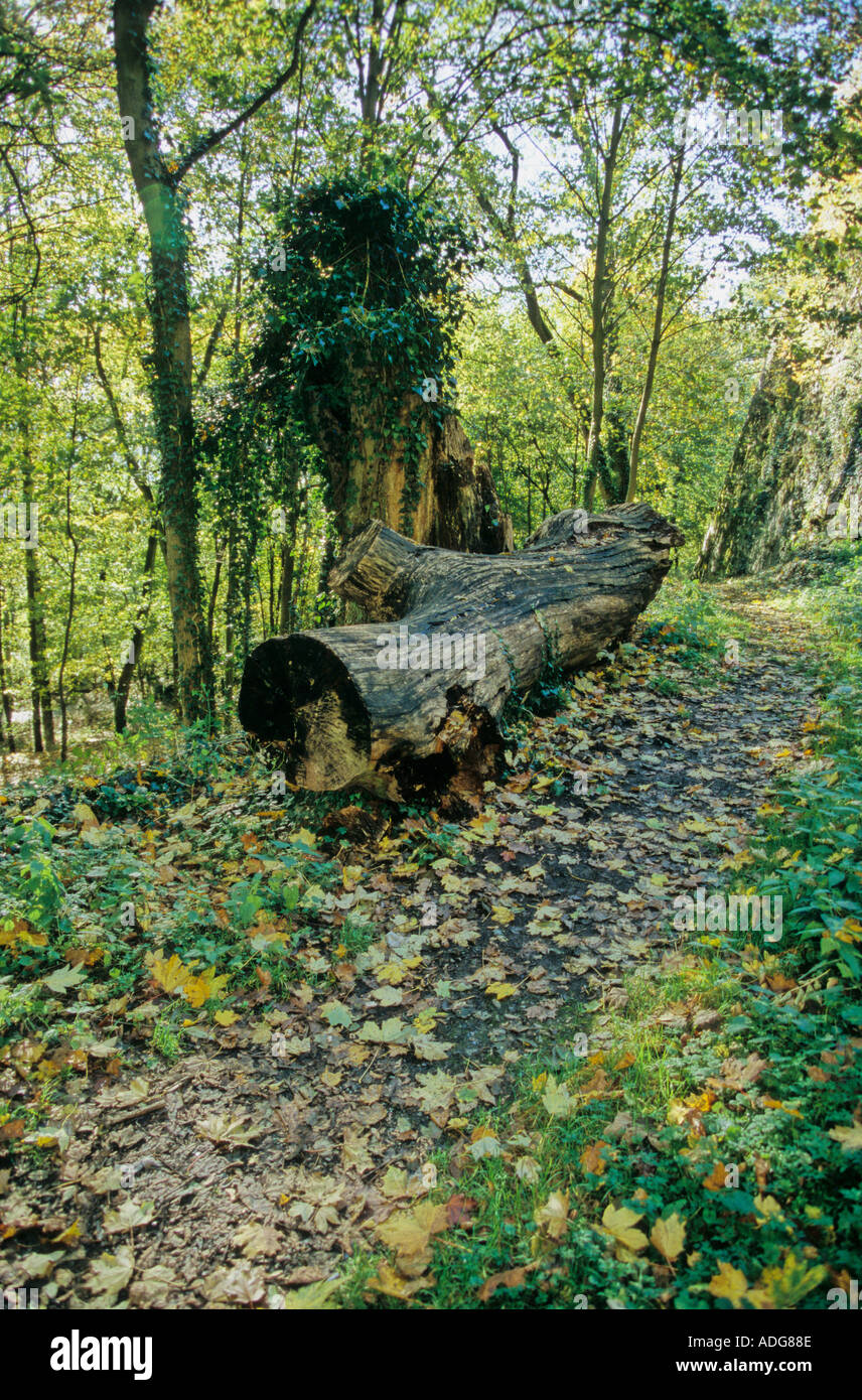 German Forest 6 Stock Photo - Alamy