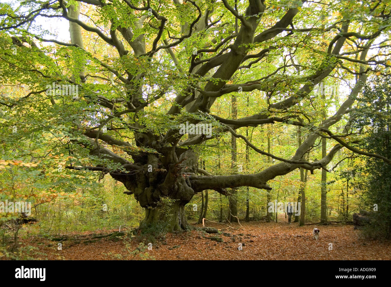 Frithsden Beeches Ashridge Woods Hertfordshire Stock Photo - Alamy