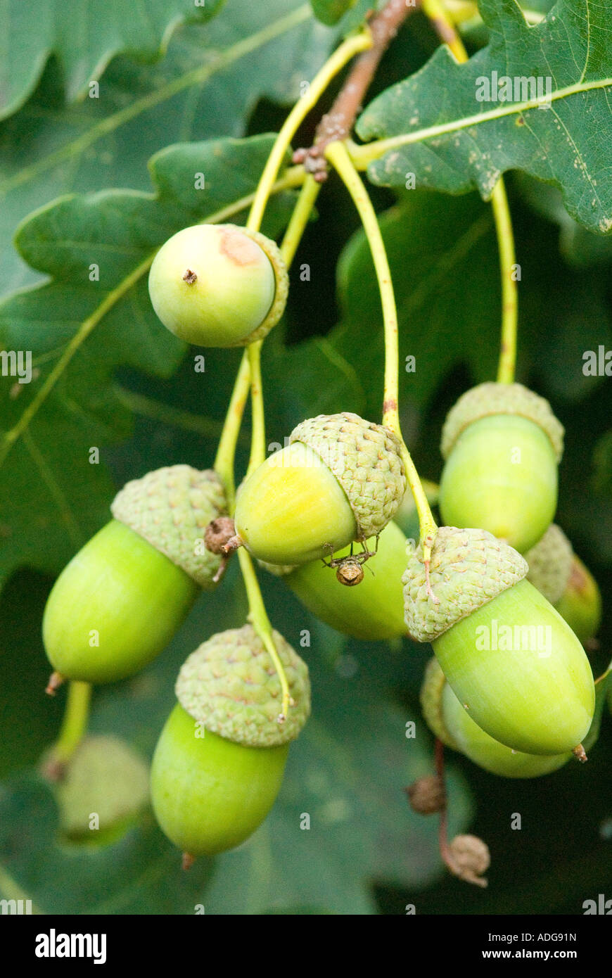 Green acorns close up quercus robur hi-res stock photography and images - Alamy
