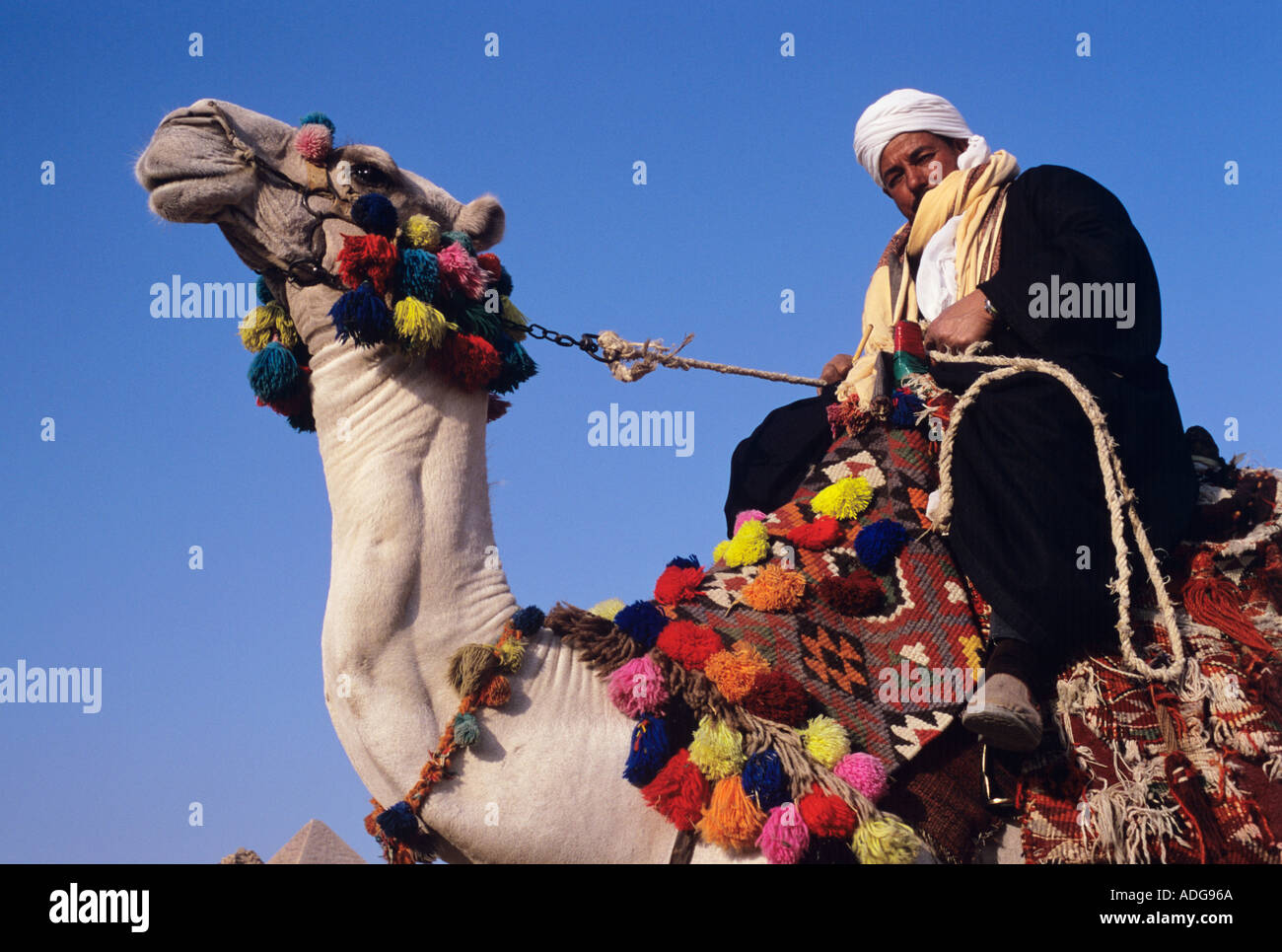 Camel Driver Giza Cairo Egypt Stock Photo - Alamy