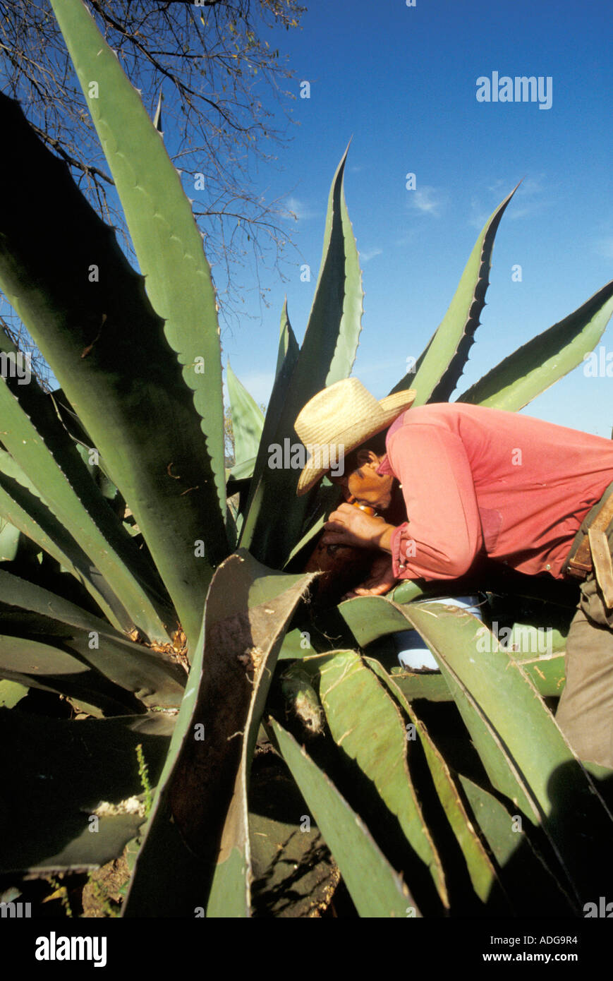 Extraction of Pulque juice Mexico Central America America Stock Photo ...