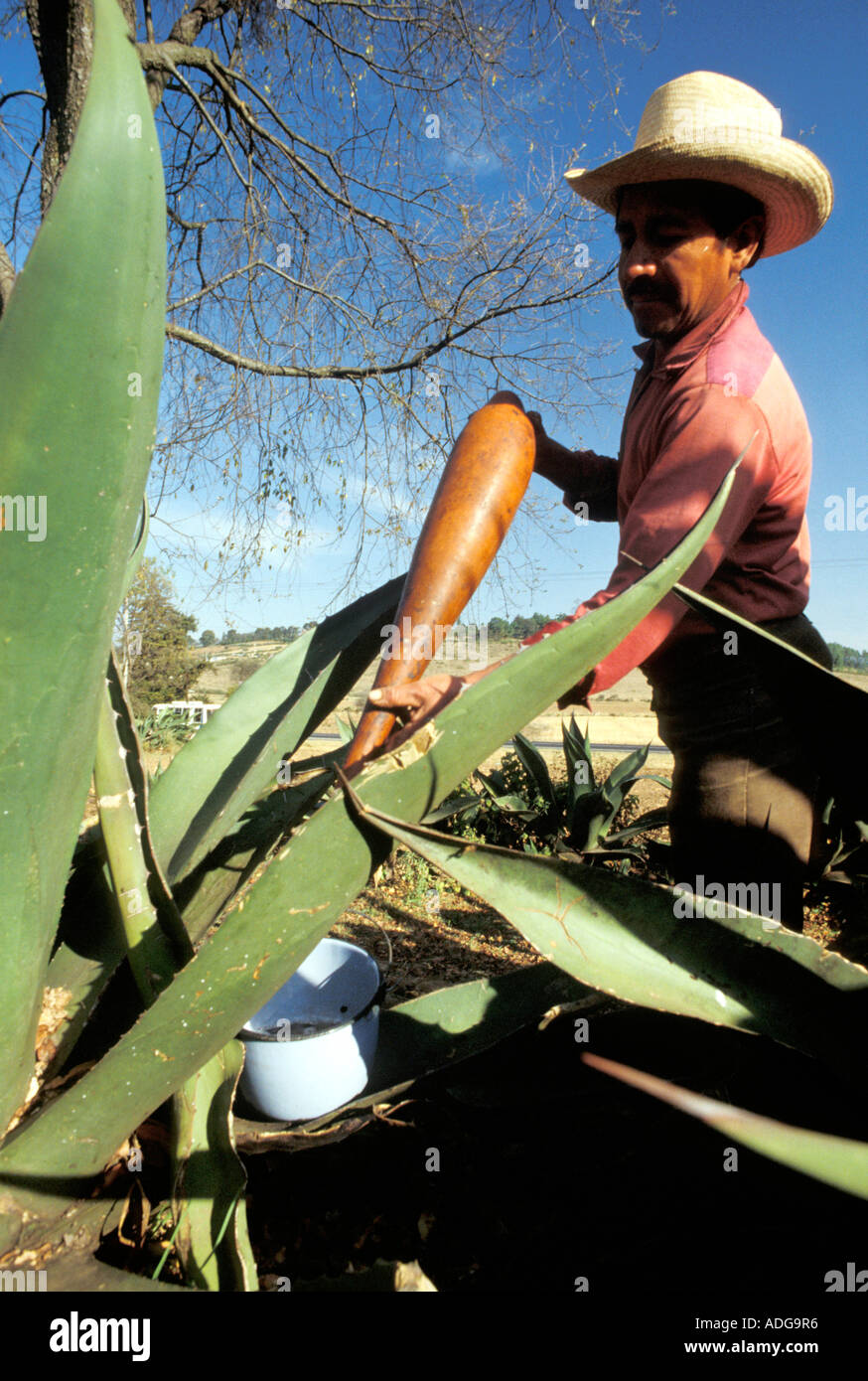 Extraction of Pulque juice Mexico Central America America Stock Photo ...