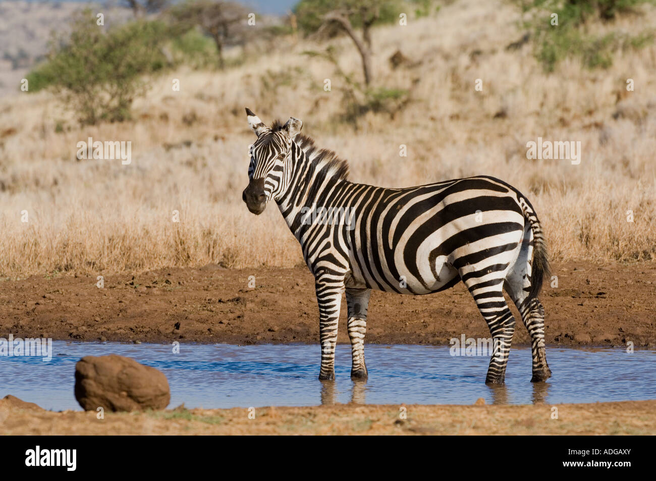 Startled zebra hi-res stock photography and images - Alamy