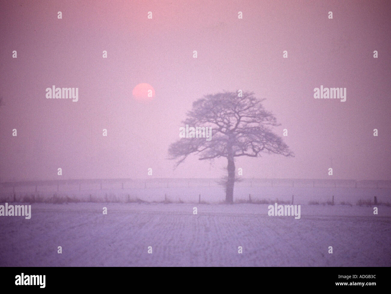 Ash tree in mist and snow North Yorkshire Grainy film Stock Photo - Alamy