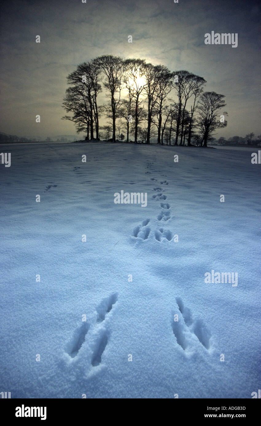 Hare tracks in the snow Ingleby Arncliff North Yorkshire Stock Photo ...