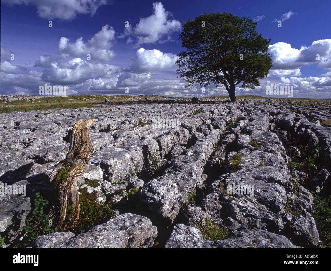 Limestone Paving and Lone Ash Tree above Malham Cove in the Yorkshire ...