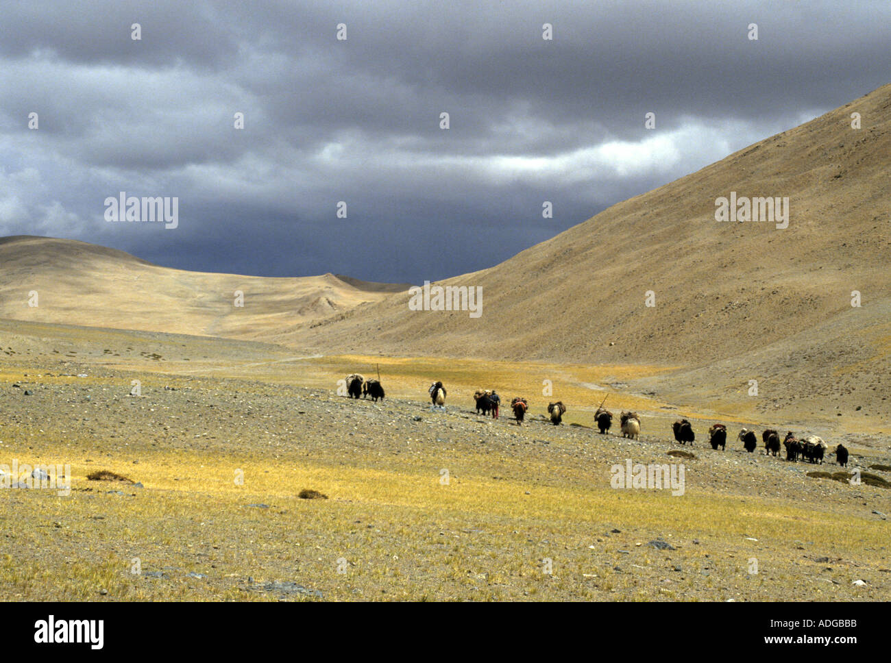 Yak caravan of pilgrims on the way to Mount Kailash in Western Tibet ...