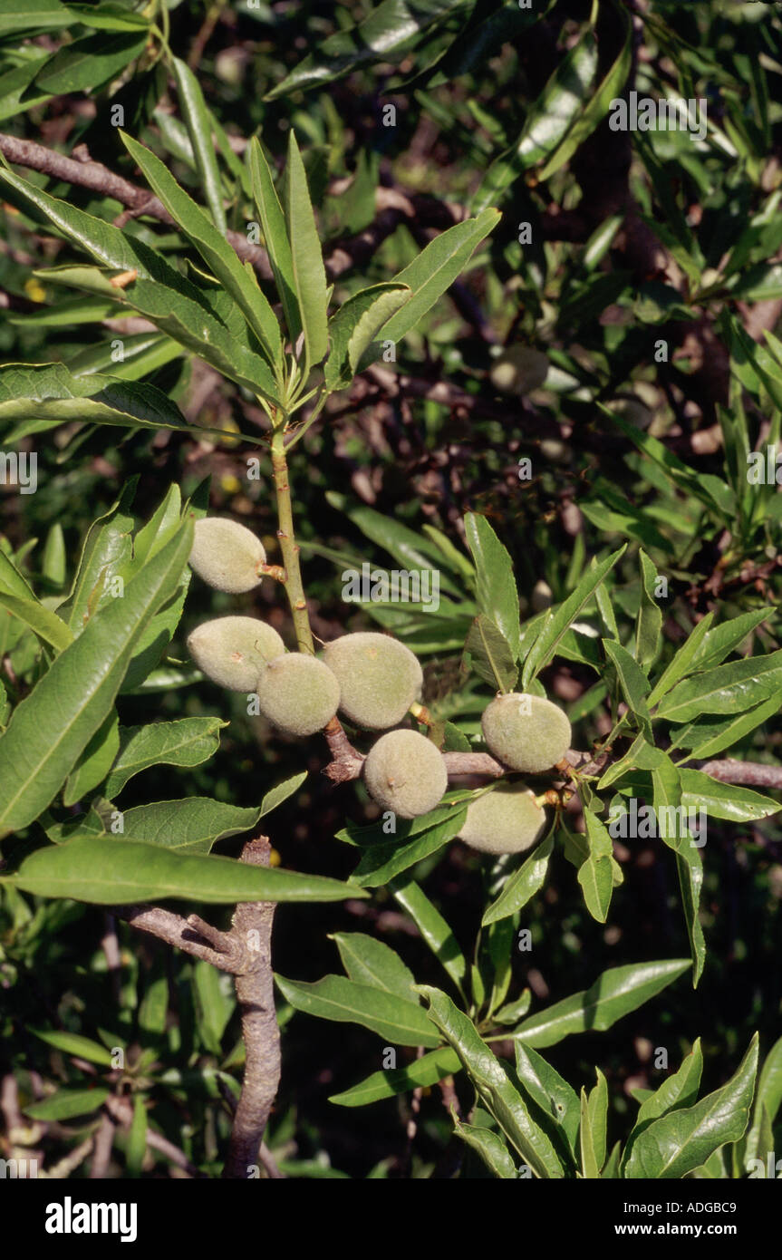 FIG TREE ALGARVE PORTUGAL EUROPE Stock Photo - Alamy