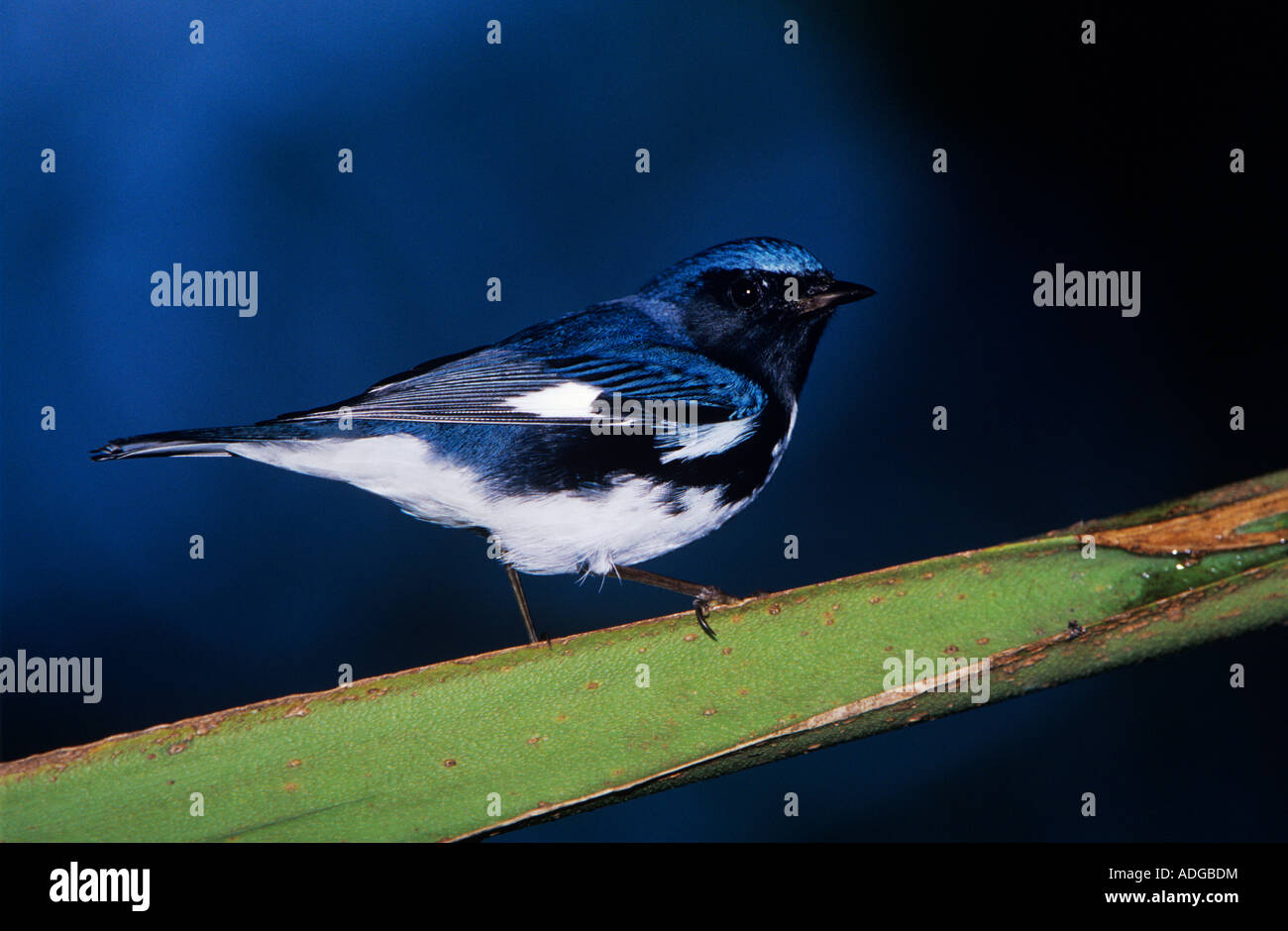 Black-throated Blue Warbler Dendroica caerulescens male on Palm Leaf ...