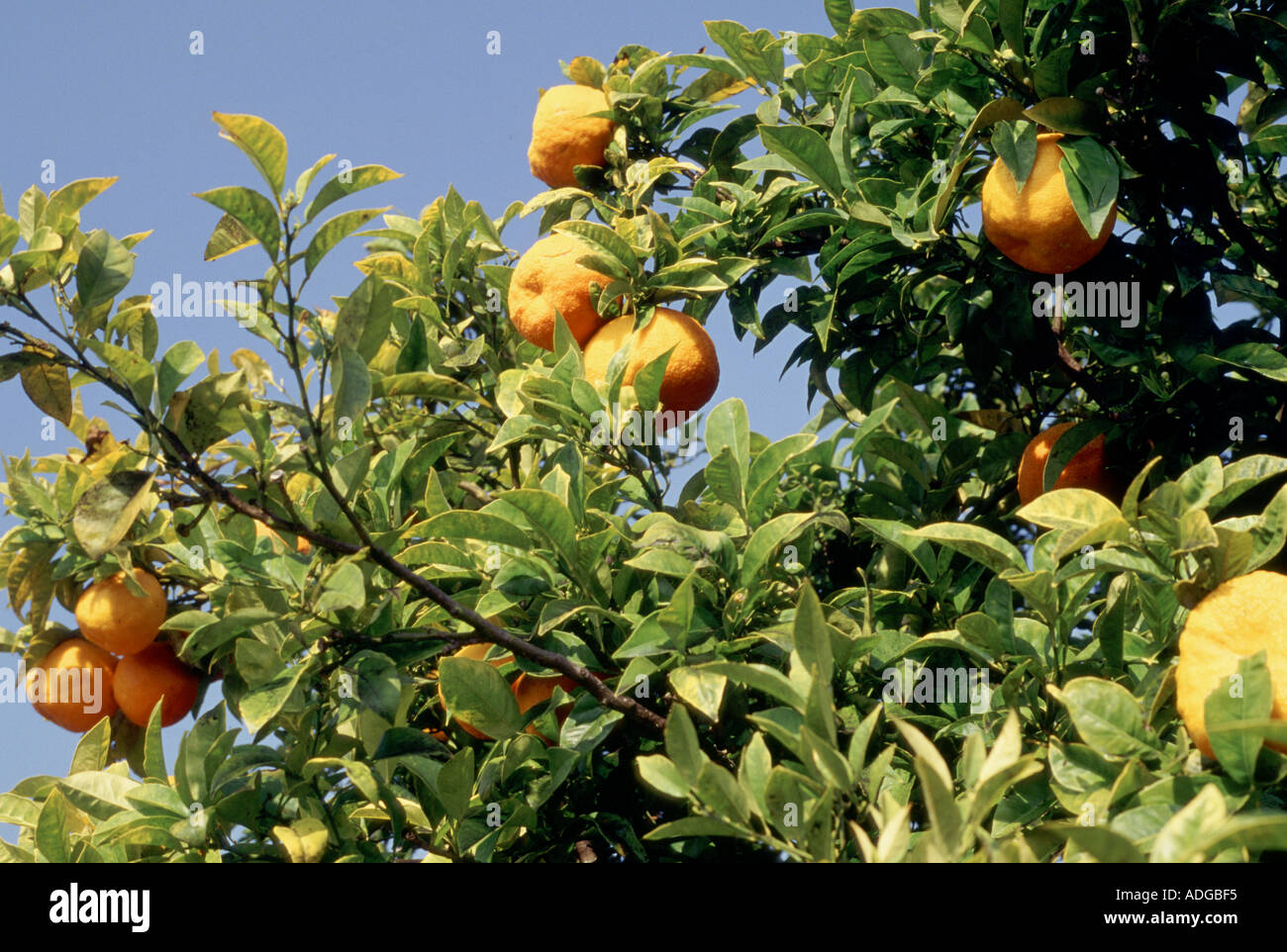 Orange grove algarve portugal hi-res stock photography and images - Alamy