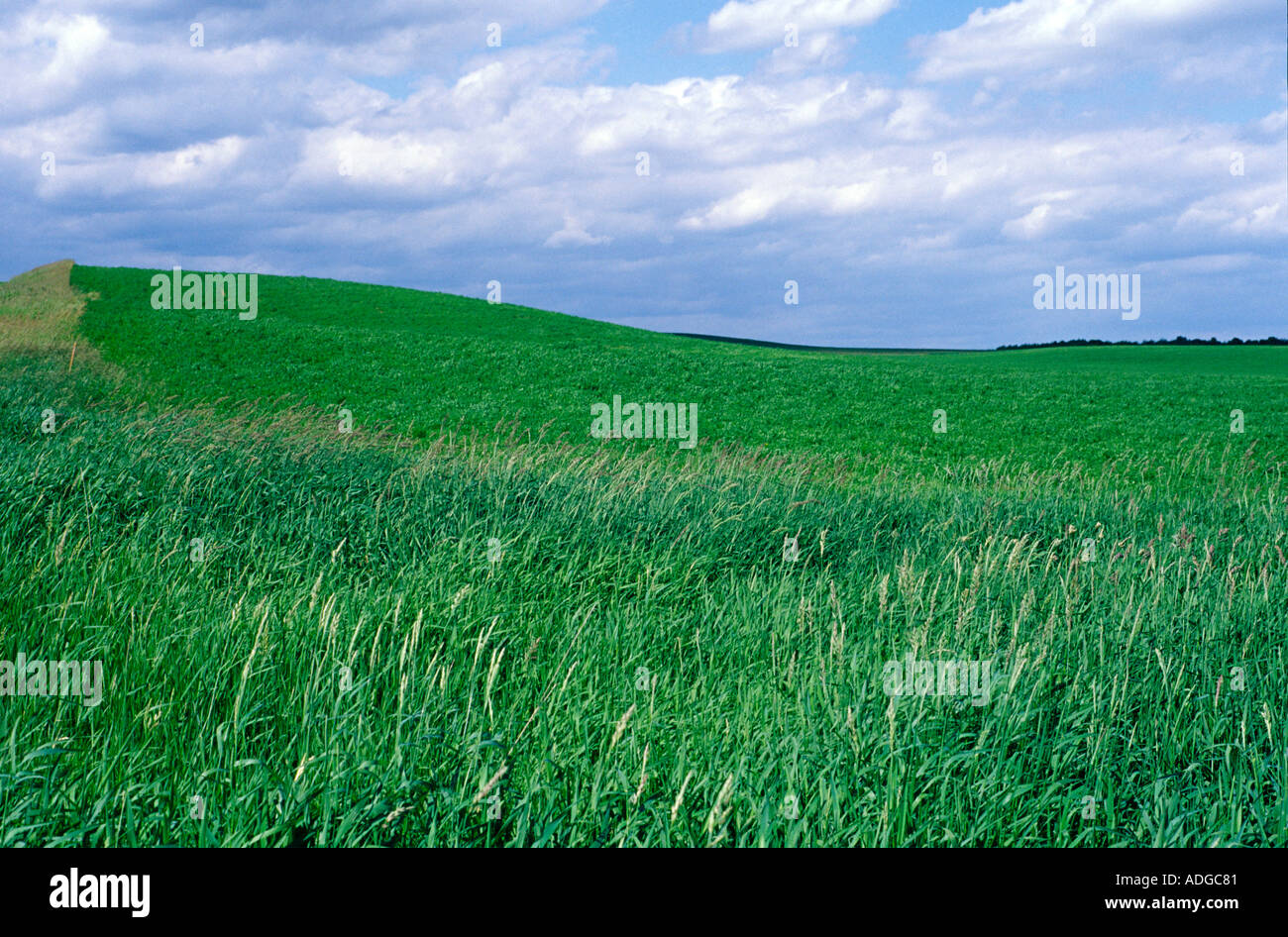 Green field Wisconsin USA United states of America Stock Photo - Alamy