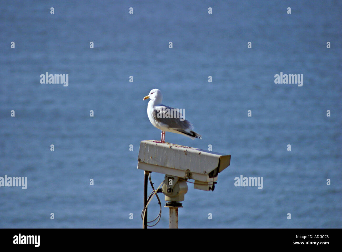Seagull on surveillance duty on top of a security cctv camera Stock ...