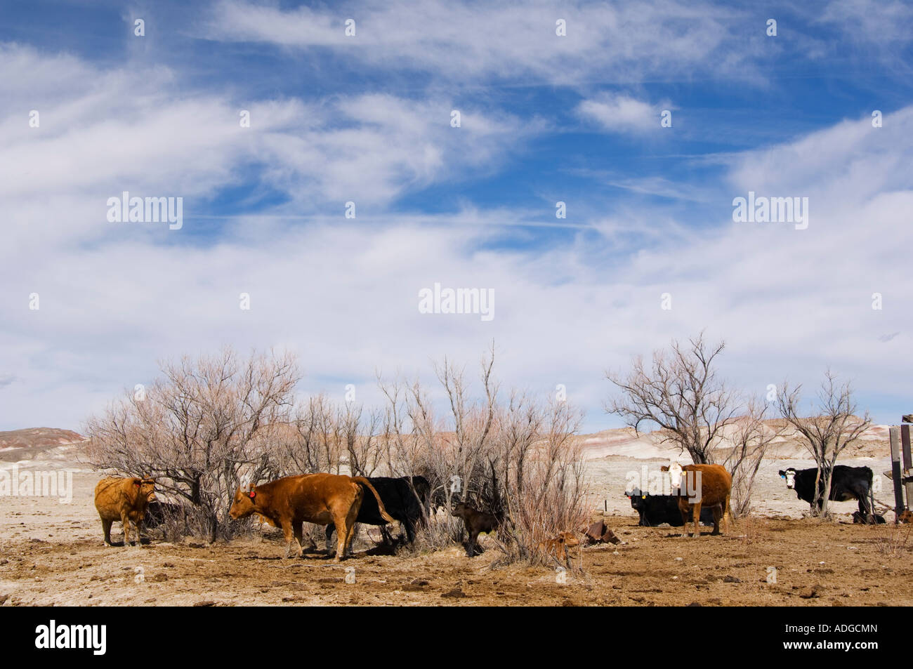 USA Utah Capitol Reef National Park cows grazing Stock Photo - Alamy