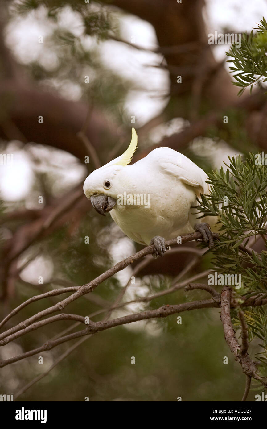 One of the wild Cockatoos in the Botanic Gardens Sydney Australia Stock ...