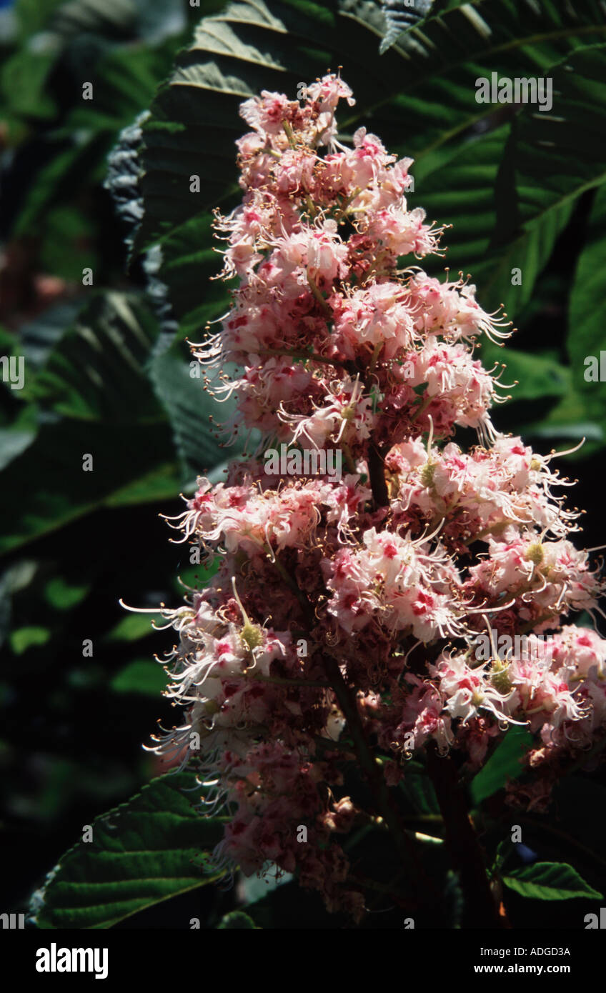 Pink horse chestnut hi-res stock photography and images - Alamy