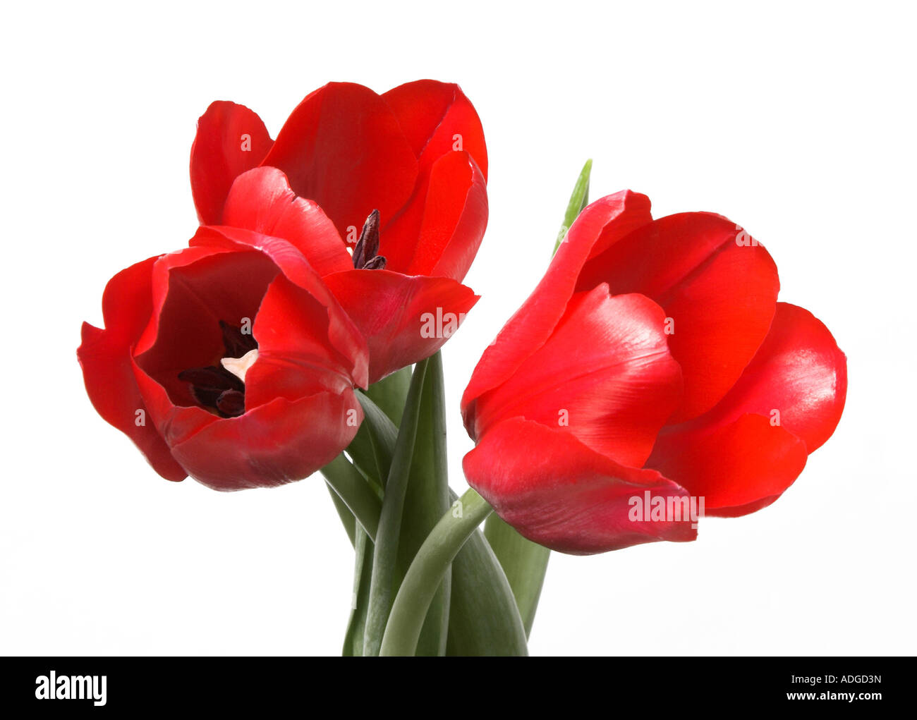 Three red Tulips with a bright white background Stock Photo - Alamy