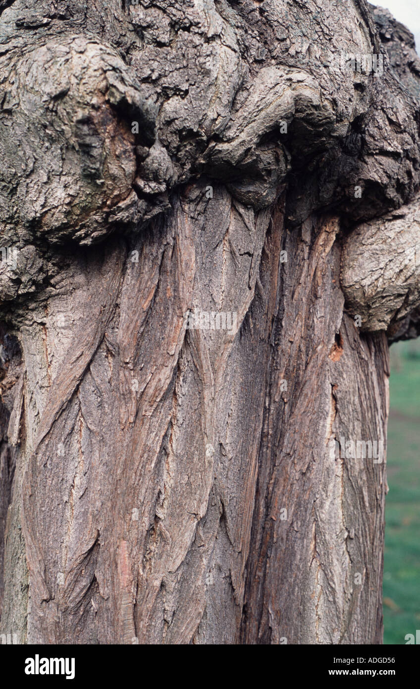 Gnarled and textured tree bark England UK Stock Photo - Alamy