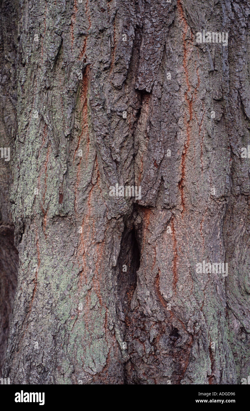 Gnarled and textured tree bark in a London Park England UK Stock Photo ...