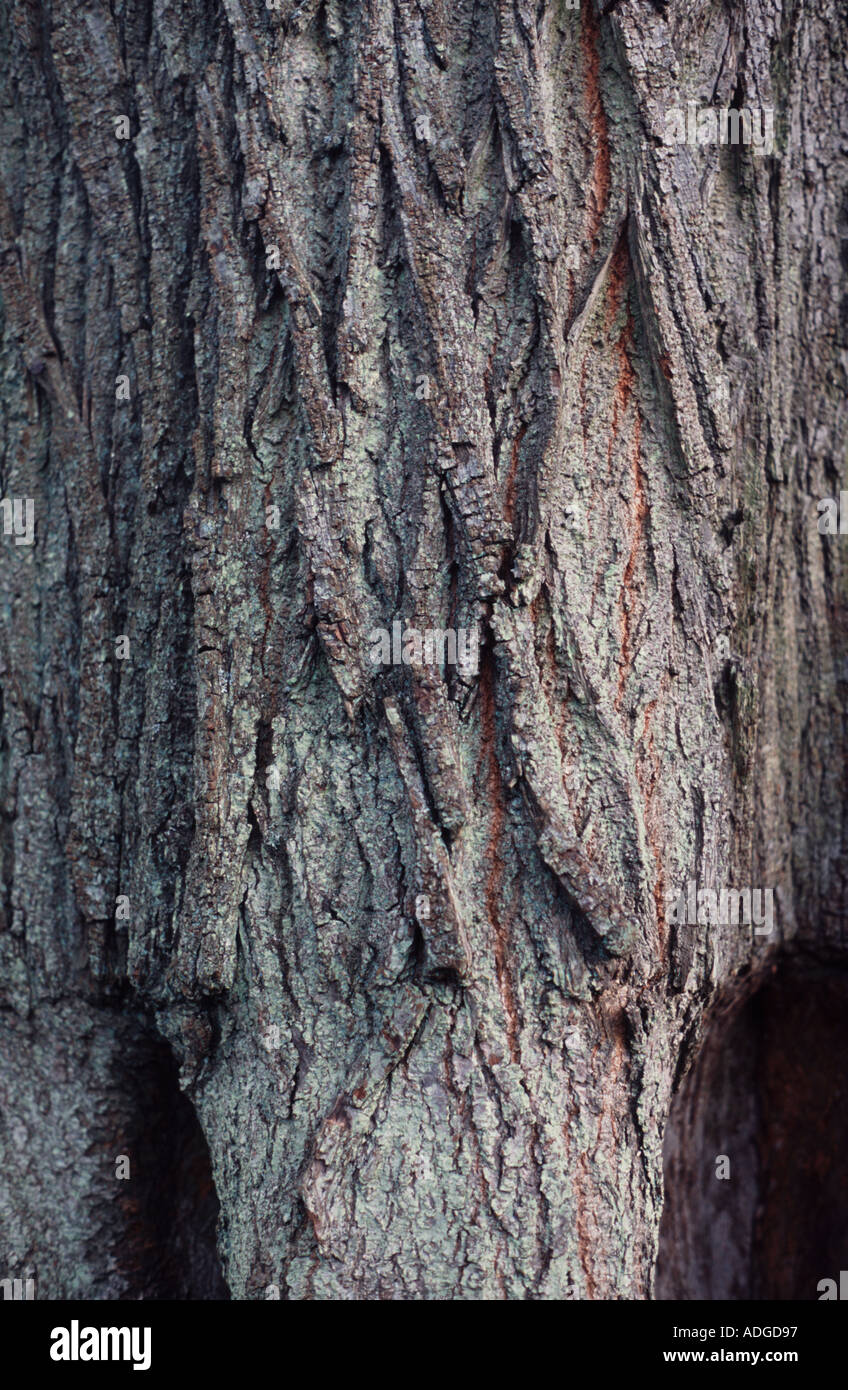 Gnarled and textured tree bark in a London Park England UK Stock Photo ...