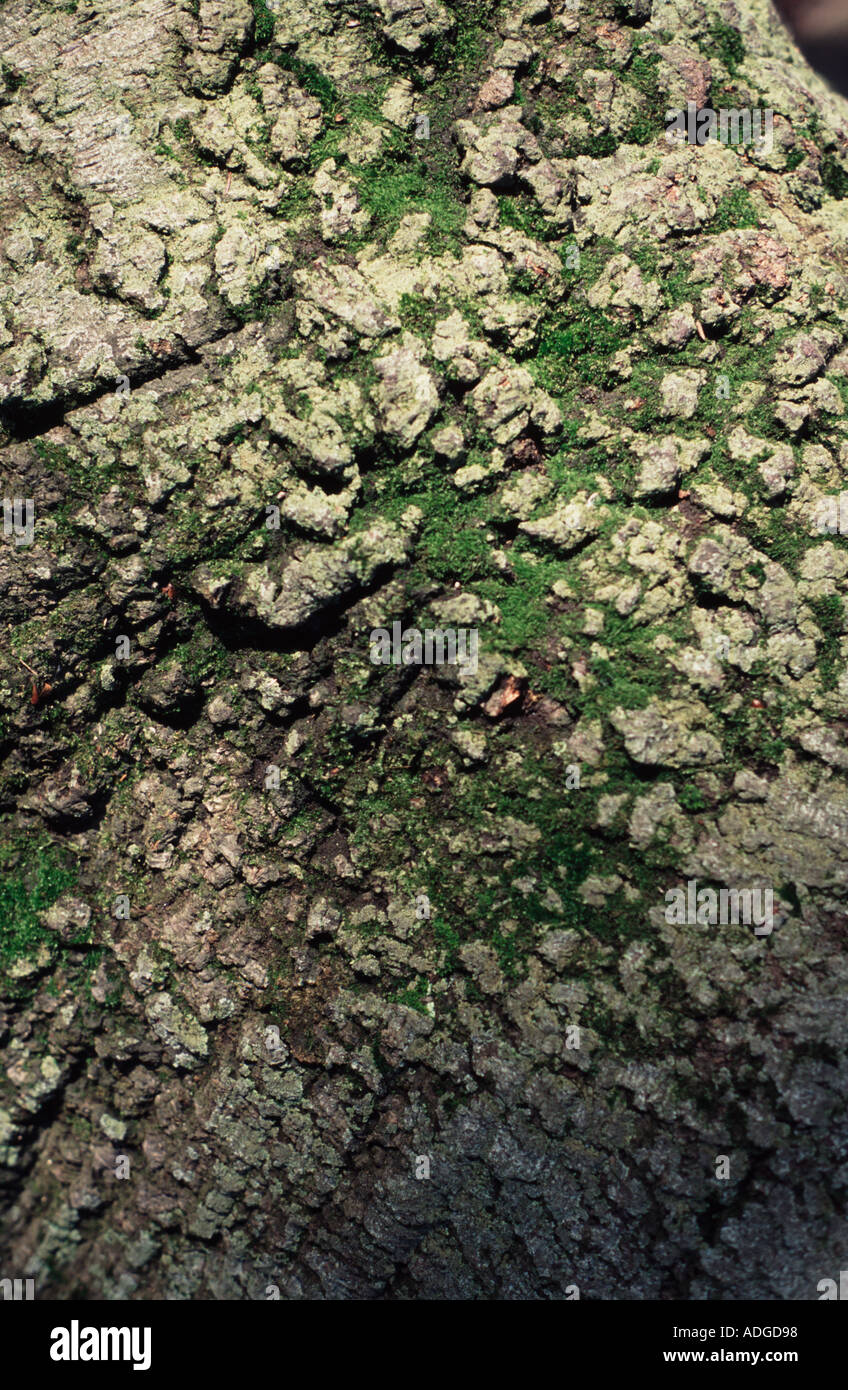Gnarled and textured tree bark in a London Park England UK Stock Photo ...