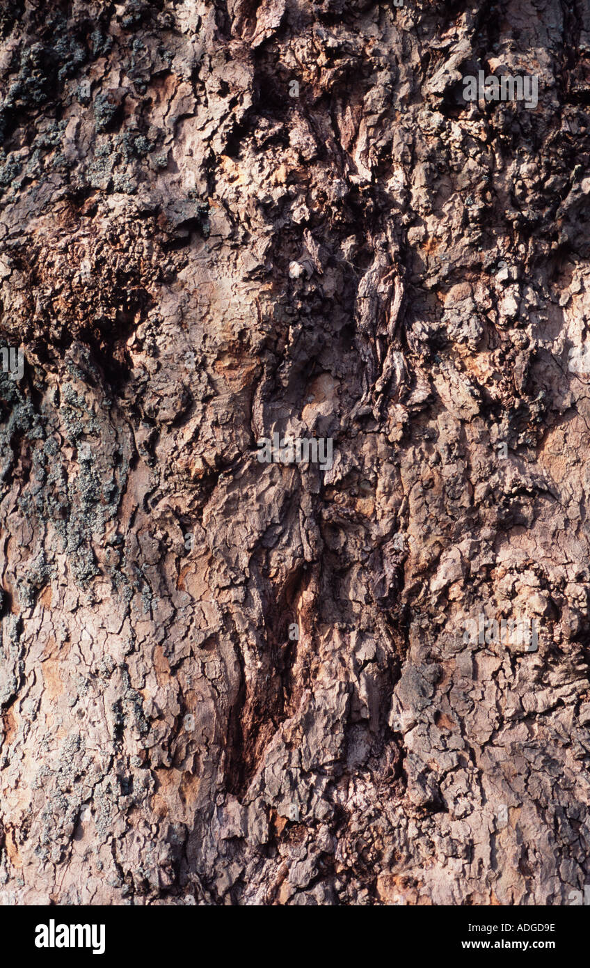 Gnarled and textured tree bark in a London Park England UK Stock Photo ...