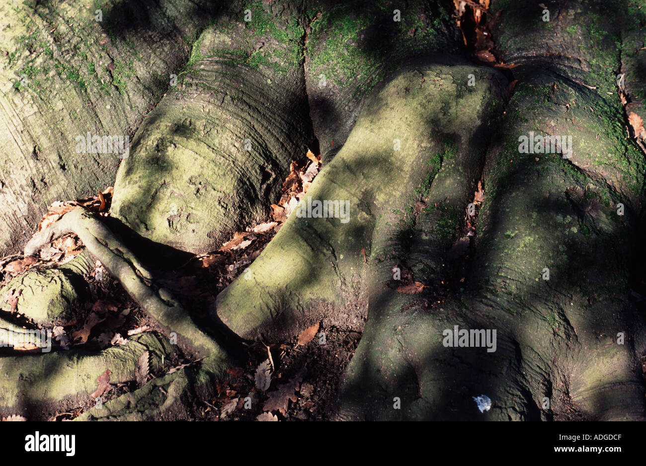 Gnarled and textured tree roots in a London Park England UK Stock Photo ...