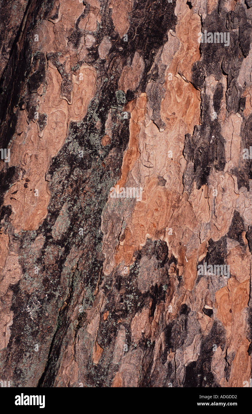 Gnarled and textured tree bark in a London Park England UK Stock Photo ...