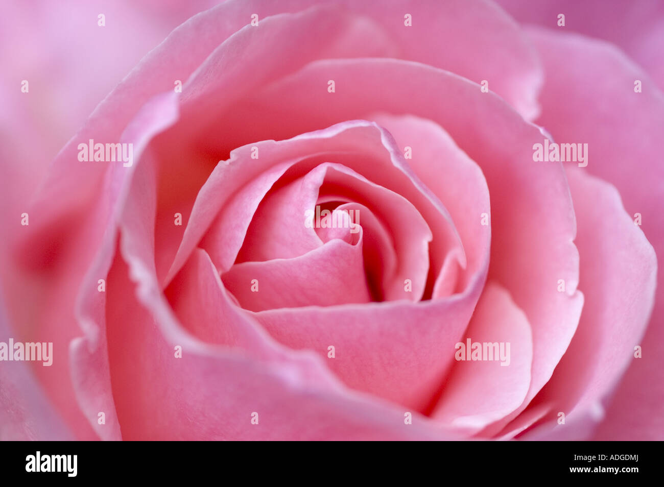 Single pink rose Stock Photo - Alamy