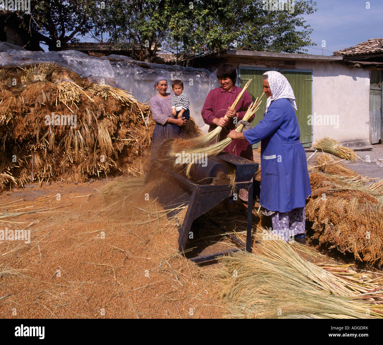 Making millet hi-res stock photography and images - Alamy