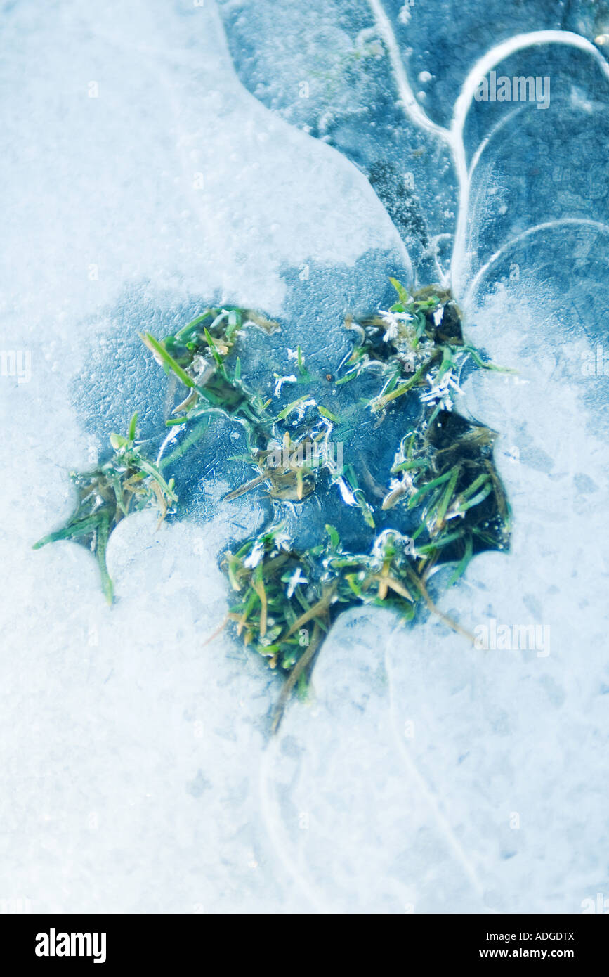 Grass emerging from ice Stock Photo - Alamy