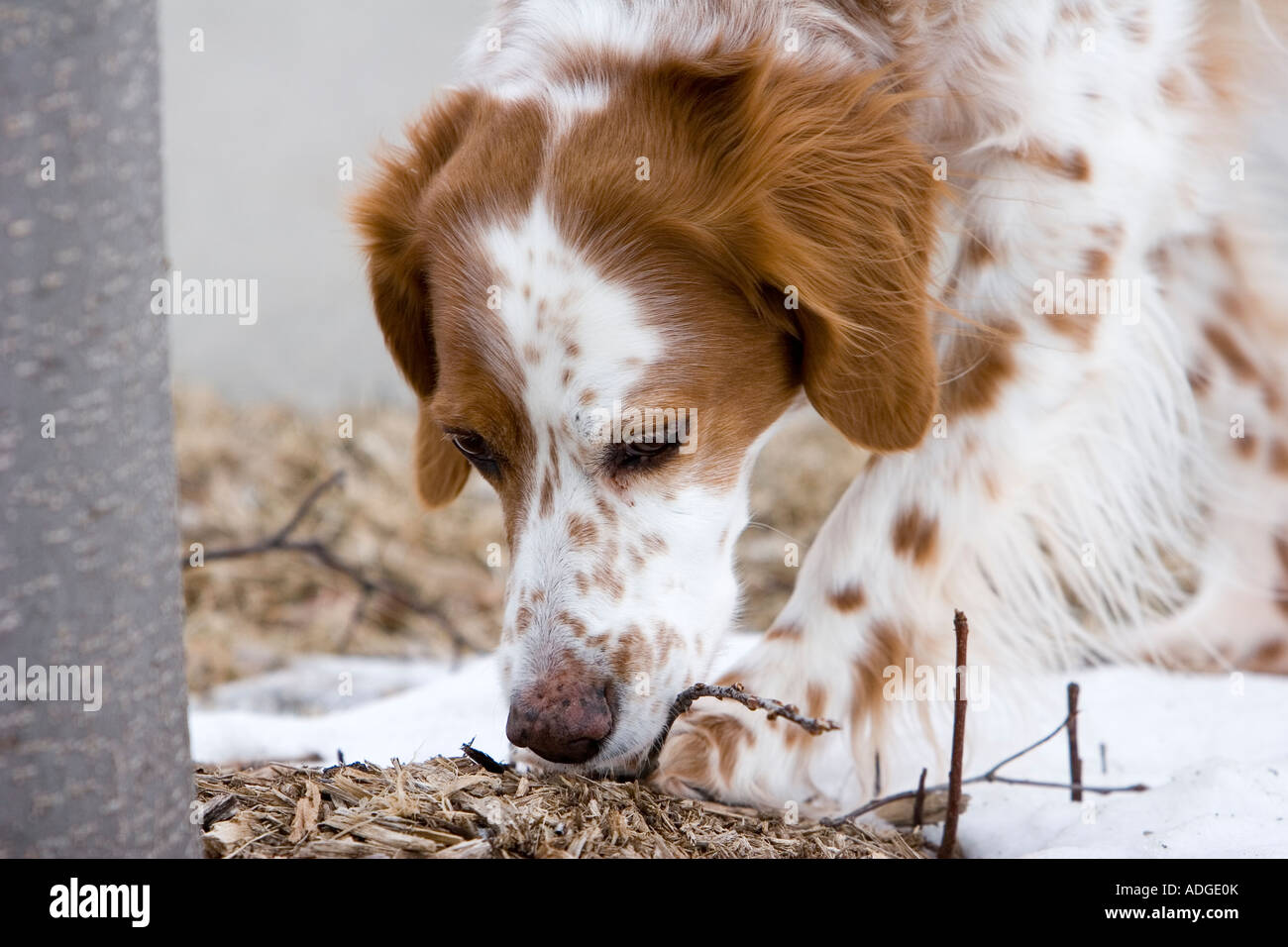 English setter dog hi-res stock photography and images - Alamy