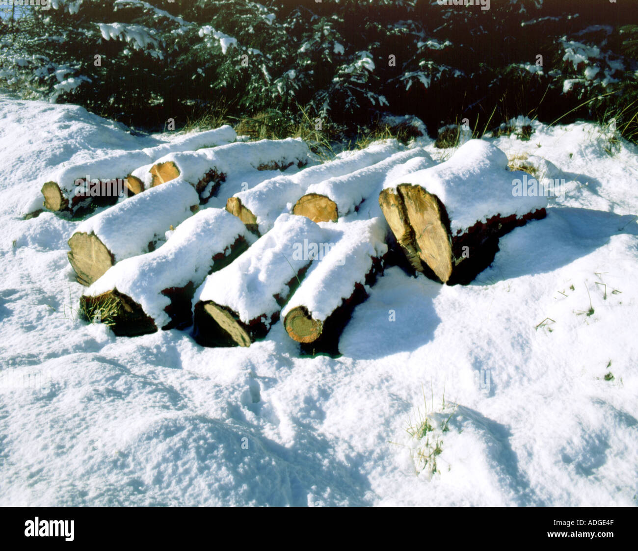 logs and snow Stock Photo - Alamy