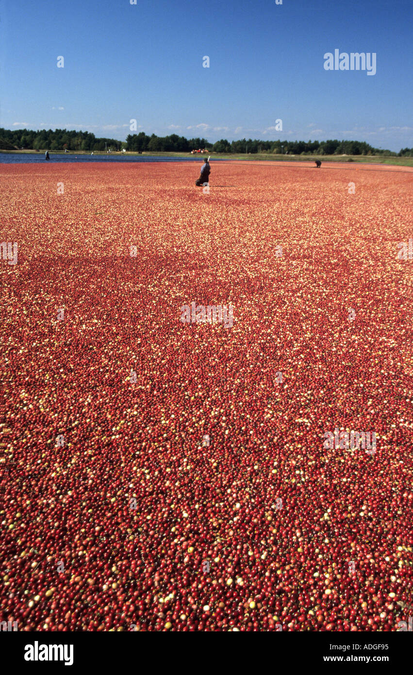 Gathering ripe cranberries at the Ocean Spray cranberry farm in ...