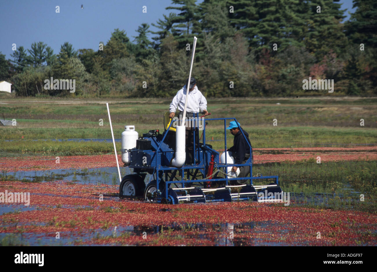 Ocean spray cranberries hi-res stock photography and images - Alamy