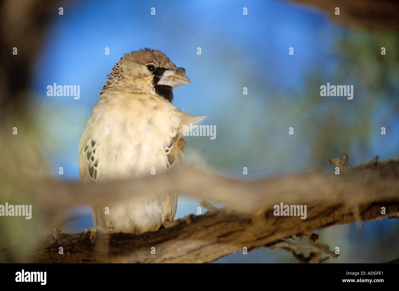 Sociable weaver bird in the Kalahari Desert South Africa Stock Photo ...