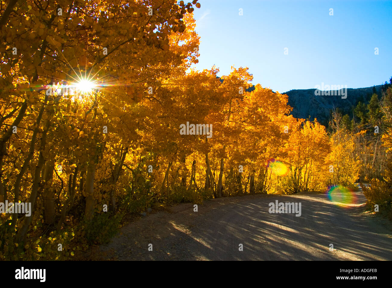 Aspen trees in Autumn colors in the California Sierras Stock Photo - Alamy