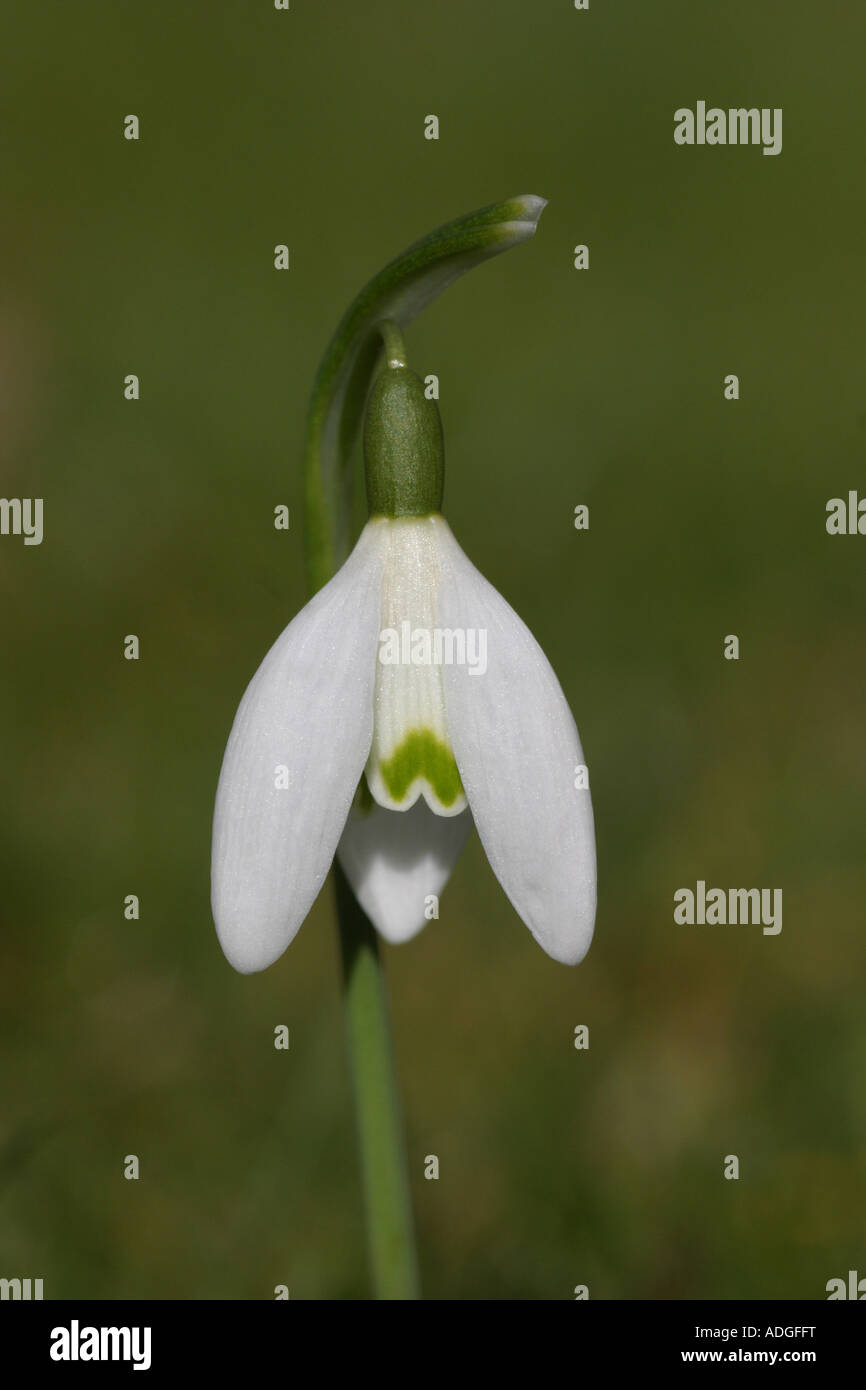 Snowdrop (Galanthus nivalis) flower Stock Photo - Alamy
