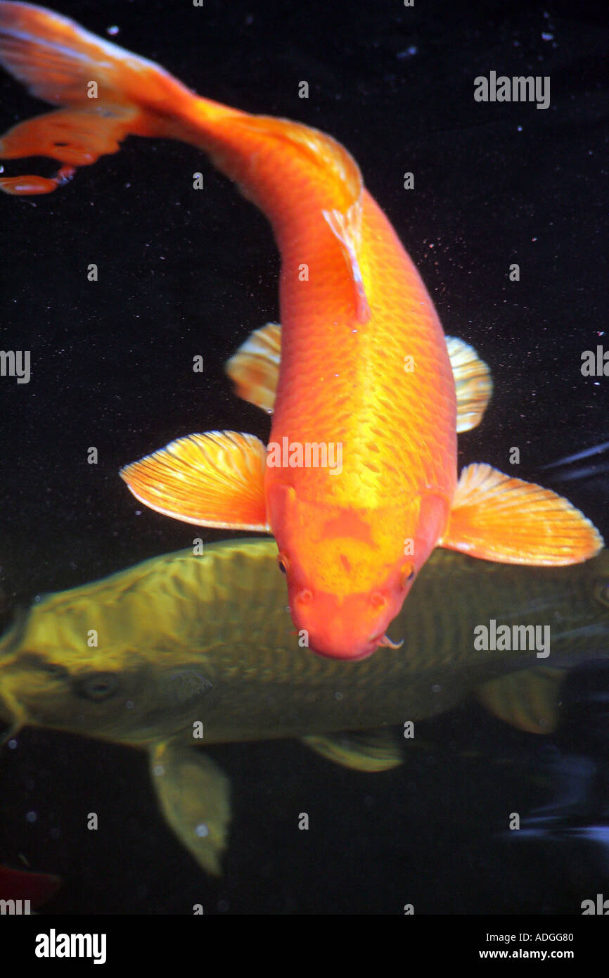 Koi carp uk hi-res stock photography and images - Alamy