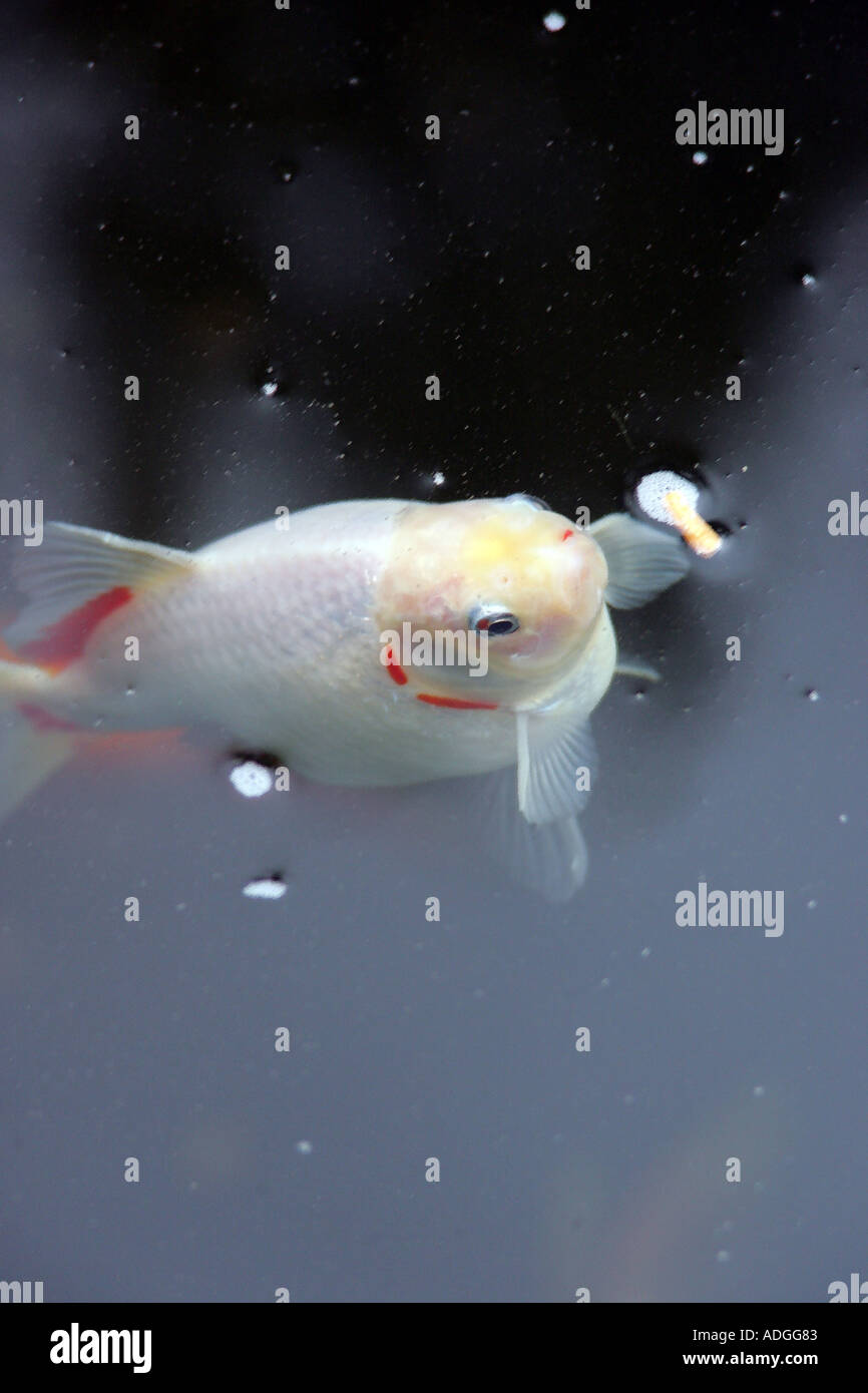 Goldfish pond england hi-res stock photography and images - Alamy