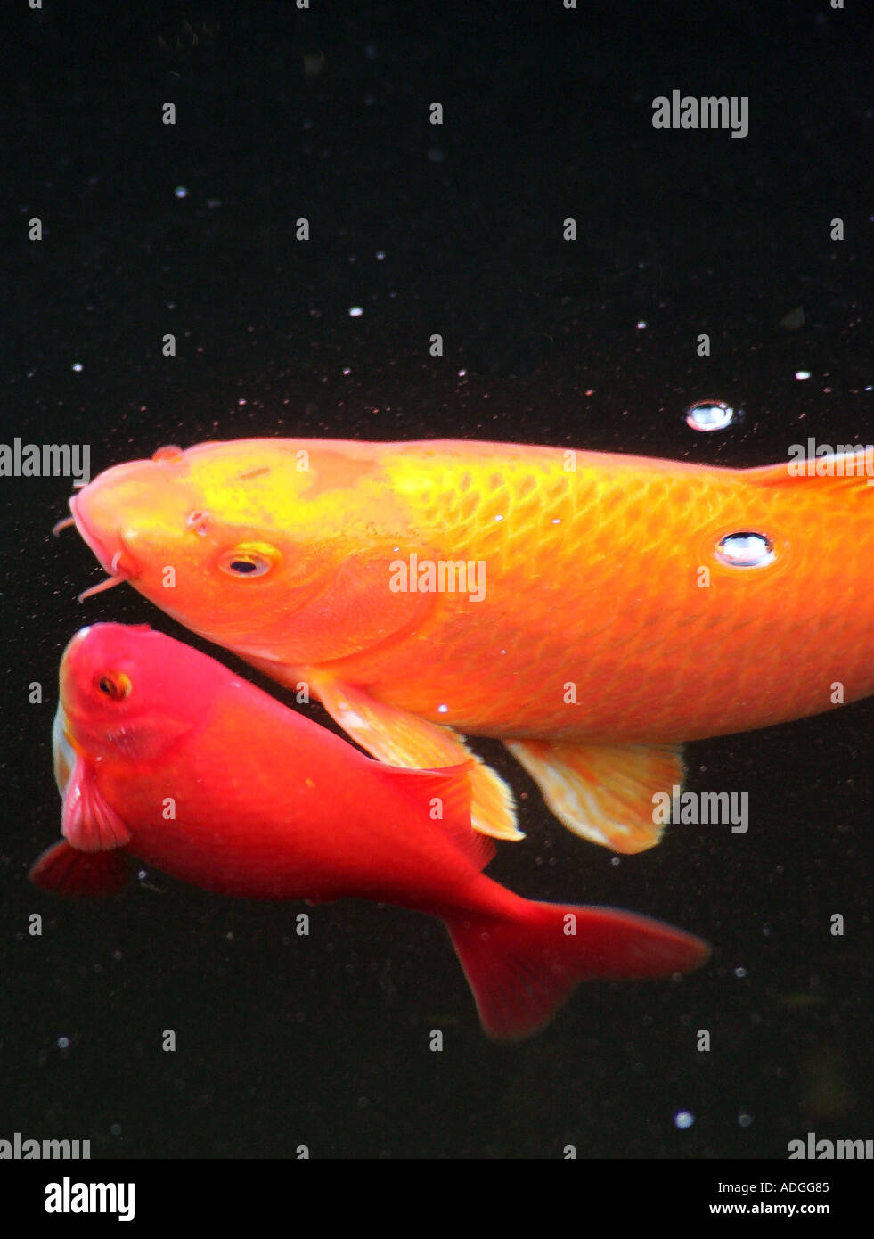Carp underwater uk hi-res stock photography and images - Alamy
