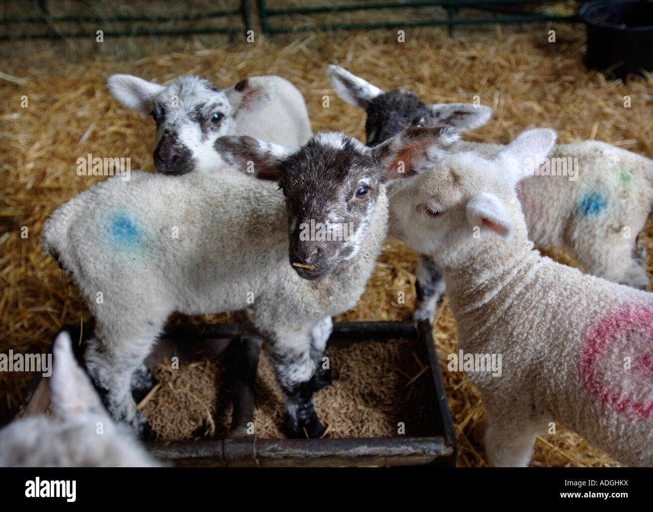 FOUR LAMBS FEEDING IN A PEN UK Stock Photo - Alamy