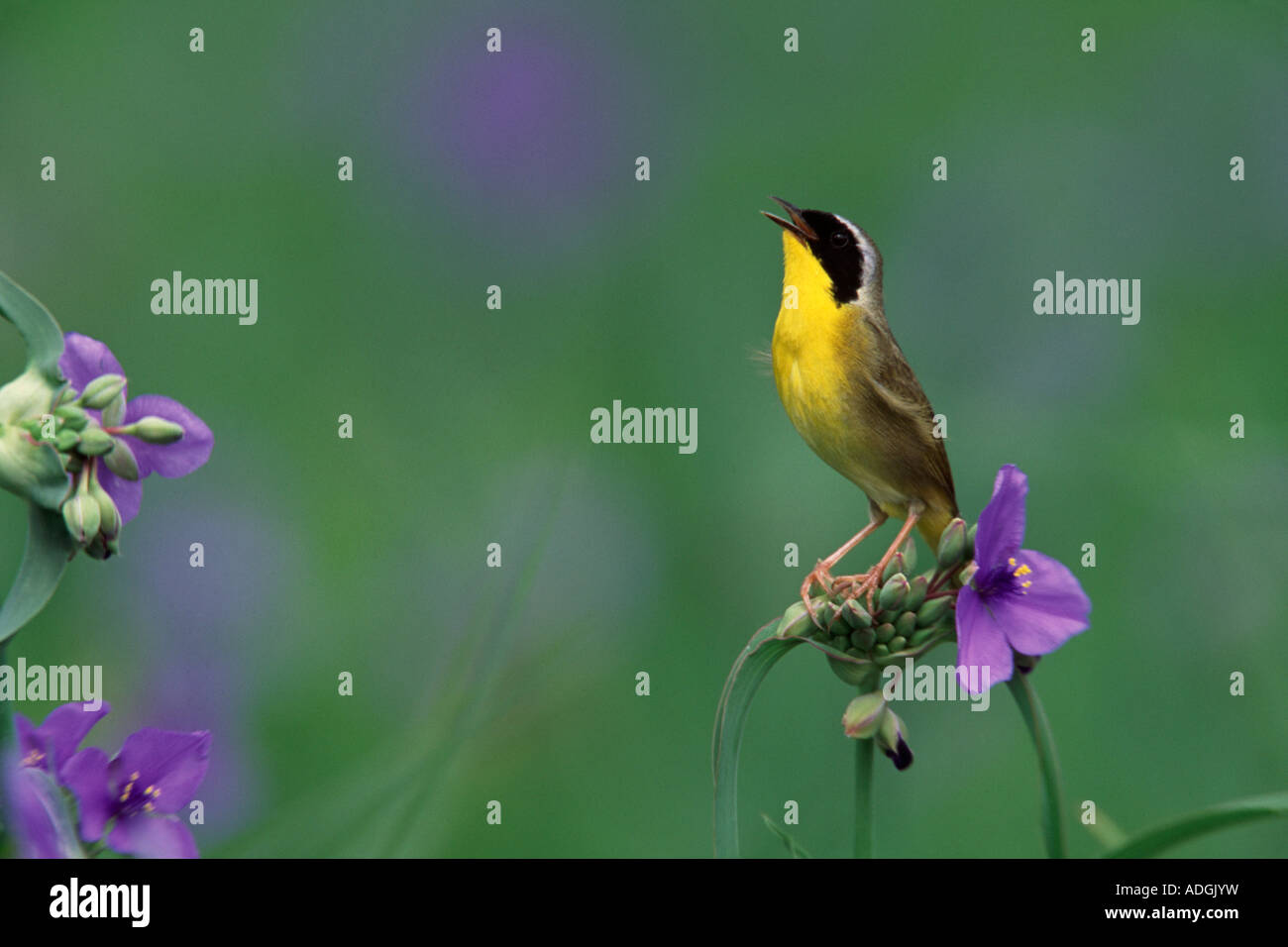 Common Yellowthroat Singing Atop Spiderwort Wildflowers Stock Photo - Alamy
