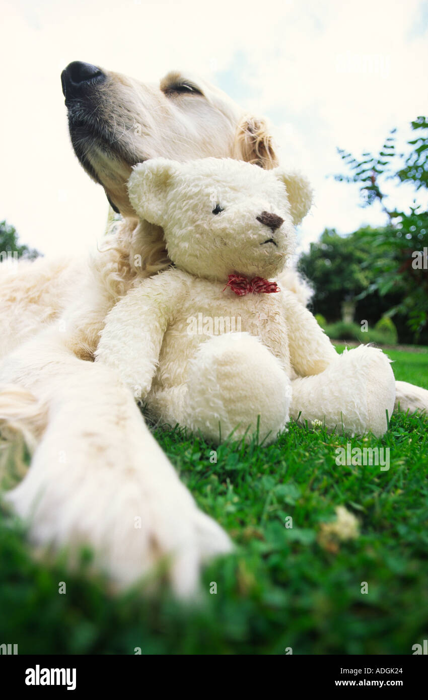 Golden Retriever with a Golden Bear Stock Photo - Alamy