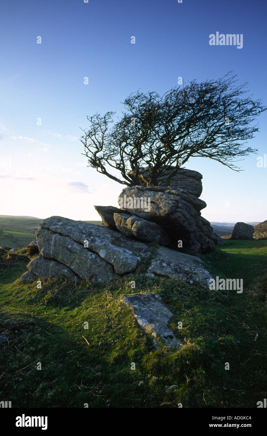 Windswept tree growing from a rocky outcrop on Dartmoor in Devon county ...